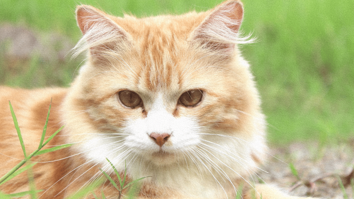 Comprendre son chat : comment traduire ses gestes ? - Notes, tests et ...